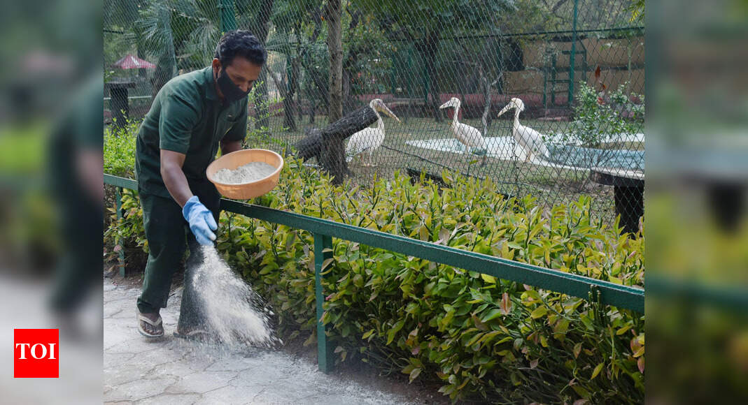 Bird flu: Hyderabad zoological park on guard | Hyderabad News - Times ...