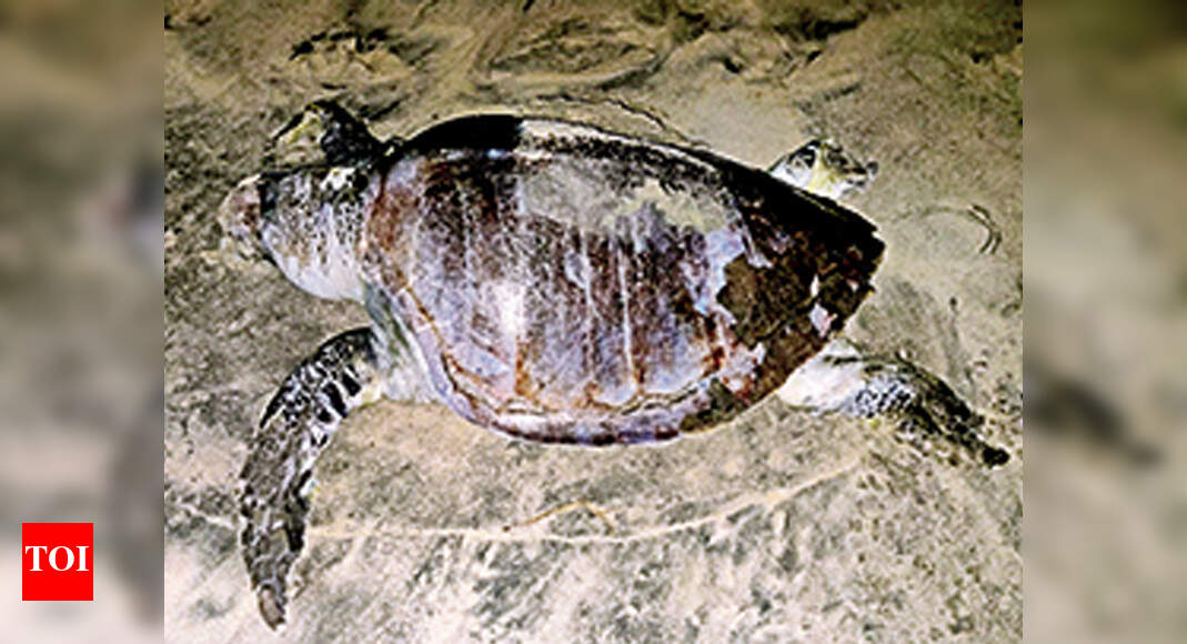 Dead turtles wash ashore at Kerala's Chavakkad | Kochi News - Times of ...