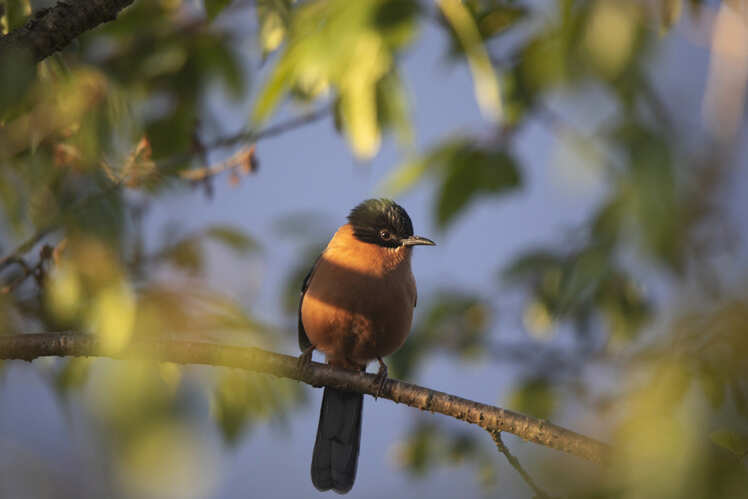 Your guide to Pangot, a haven for nature and adventure buffs | Times of ...