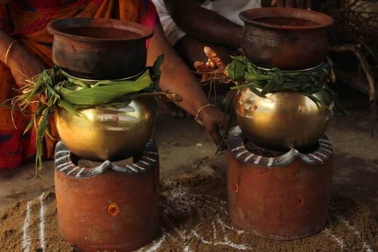 Understanding the festival of Pongal | Times of India Travel