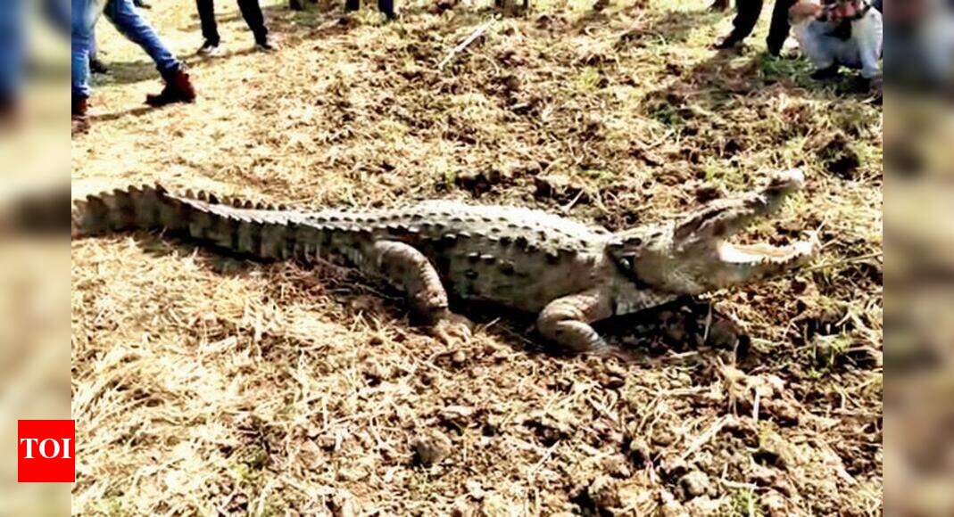 10-ft-long injured crocodile rescued from Virod village | Vadodara News ...