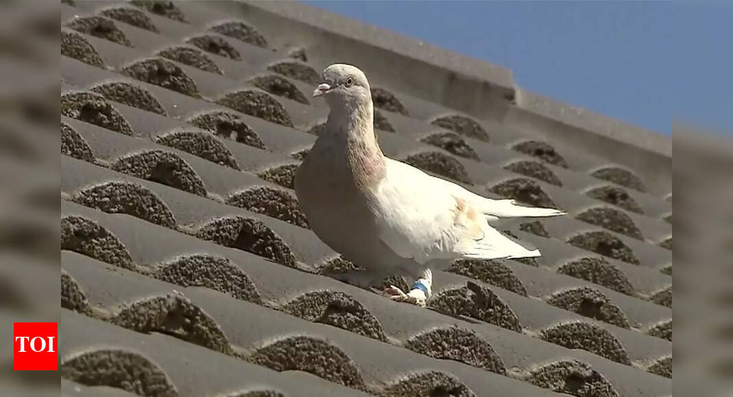 Australia to kill pigeon that crossed Pacific from Oregon - Times of India