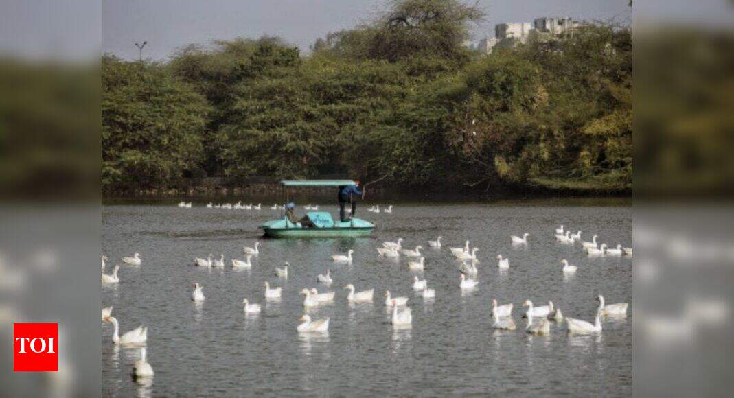 Delhi: Duck which escaped mass culling at Sanjay lake falls sick ...