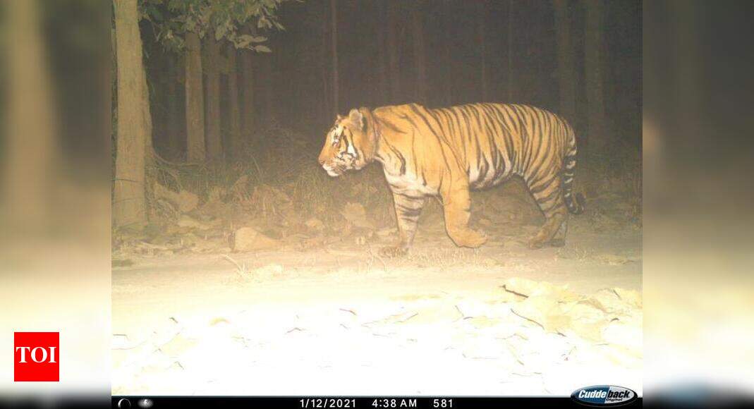 Camera trap shows injured tiger with deep wounds caused by nylon snare ...