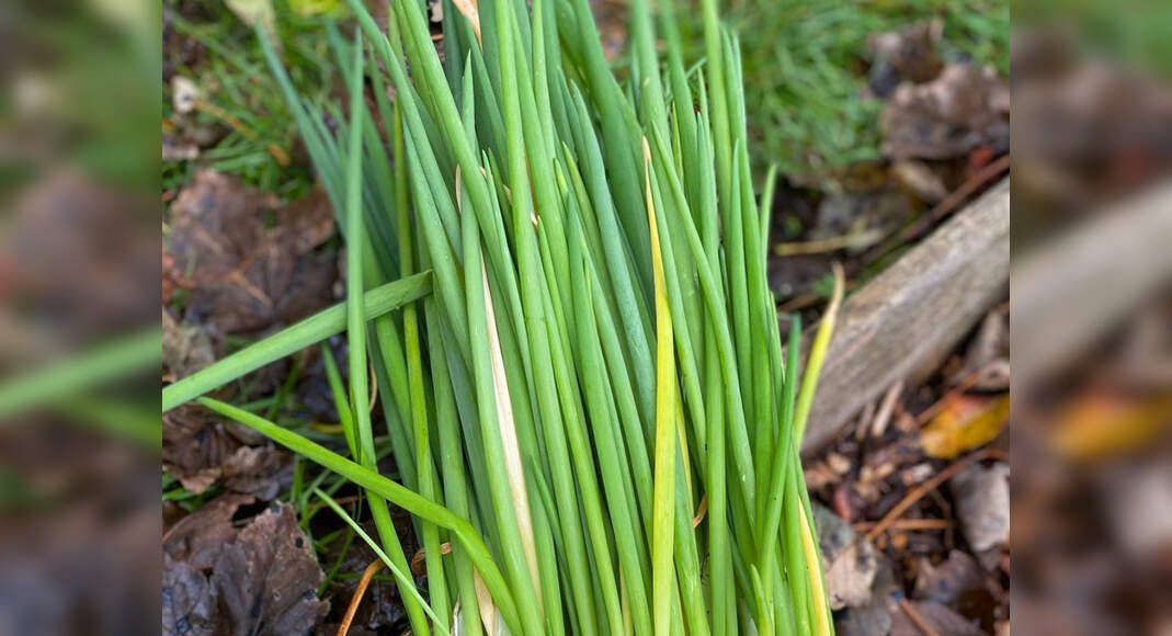 Interesting Spring Onion recipes you can make this winter