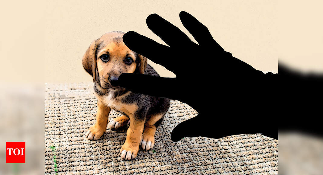 With a rise in pet snatching, here’s how to keep your pooch safe ...