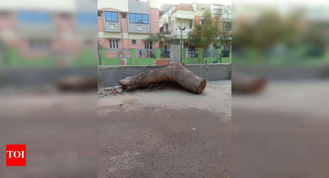 remove the half cut tree - Times of India