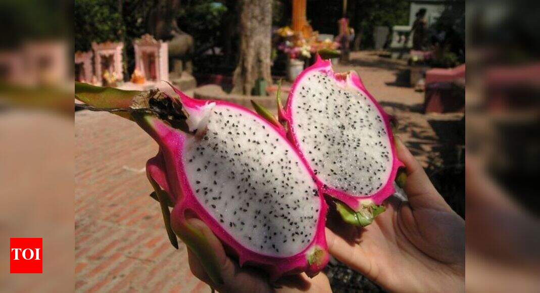 Dragon fruit: Gujarat govt renames dragon fruit grown in Gujarat as ...