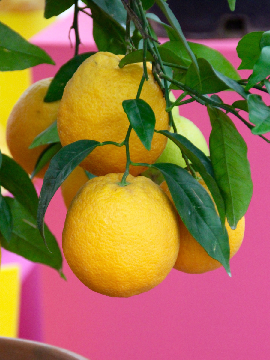 9 amazing uses of lemons at home | Times of India