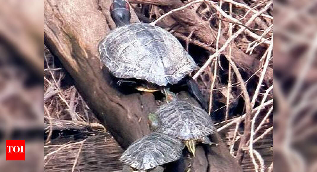 Chandigarh: Sukhna natives at mercy of aggressive American turtles ...