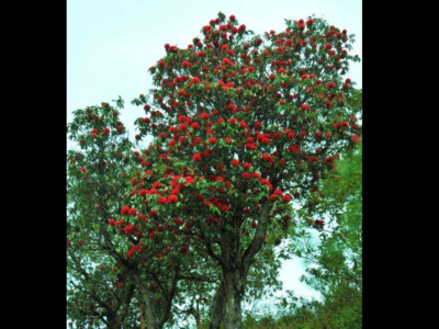 Uttarakhand: Rhododendron yet again blooms early, sparks worry ...