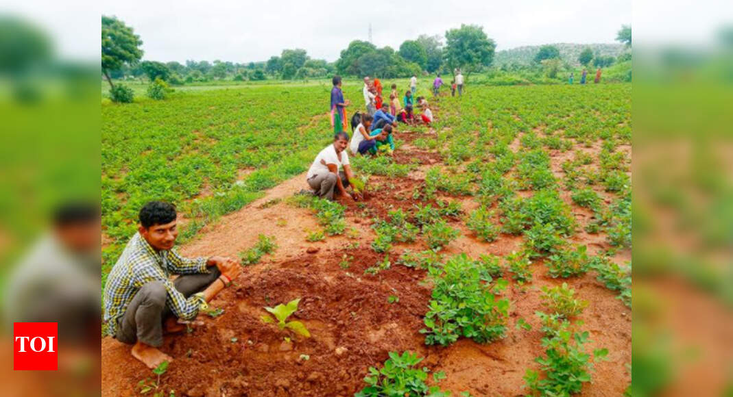 Strawberry festival in Bundelkhand: A solution to virgin Bundelkhand's ...