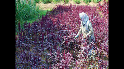 Goa: ICAR lays thrust on agro-eco tourism | Goa News - Times of India