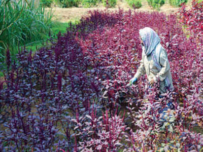 Goa: ICAR lays thrust on agro-eco tourism | Goa News - Times of India