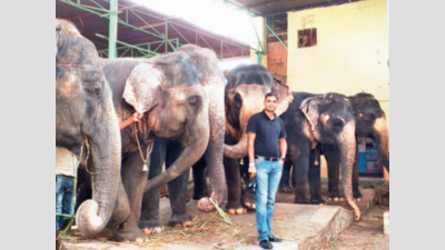 Elephants of Hathigaon healthy and stress-free, says research | Jaipur ...