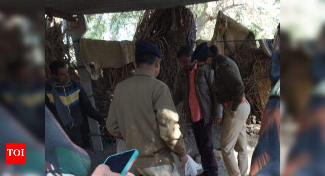 Leopard in Amreli: Leopard mauls to death 75-year-old chained by family ...