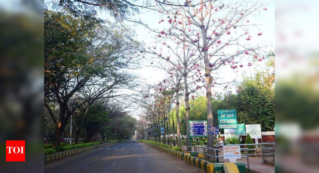 Karnataka: Java olive trees at Almatti are a tourist attraction ...