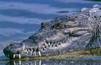 Australian man fights off crocodile to survive attack - Times of India