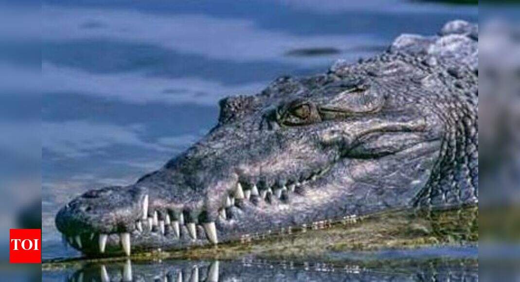 Australian man fights off crocodile to survive attack - Times of India