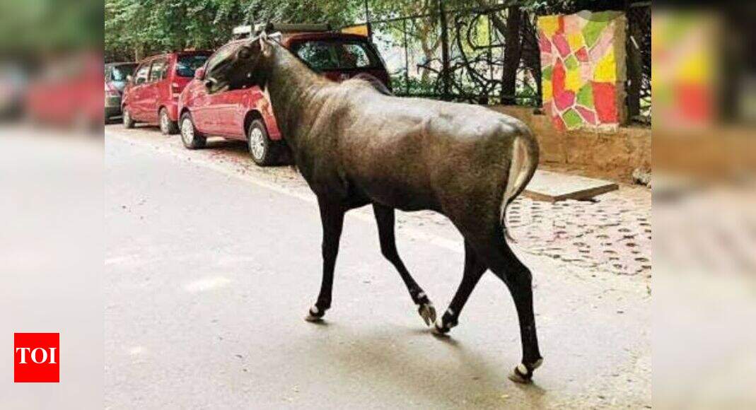 Delhi: Injured nilgai finally treated | Delhi News - Times of India