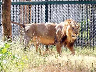 Eight lions captured near Gujarat's Jetpur | Ahmedabad News - Times of ...