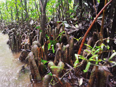 Maharashtra govt declares myristica swamp in Dodamarg as biological ...