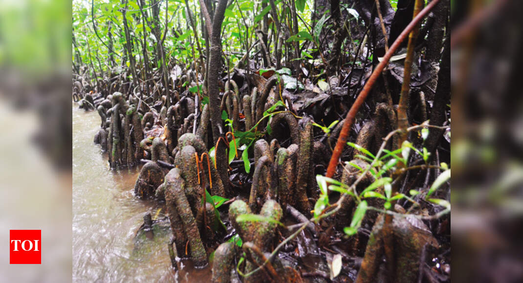 Maharashtra govt declares myristica swamp in Dodamarg as biological ...