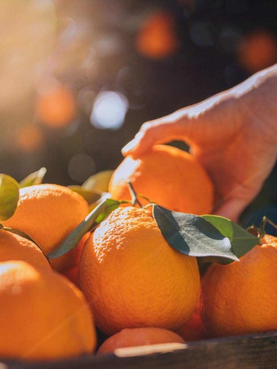 Amazing varieties of oranges you must know | Times of India