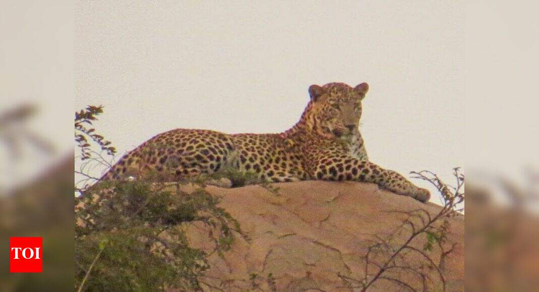 Leopard in Najafgarh: Leopard spotted near Delhi's Najafgarh remains ...