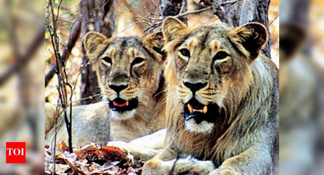 Lion poaching fear returns to haunt Gujarat | Rajkot News - Times of India