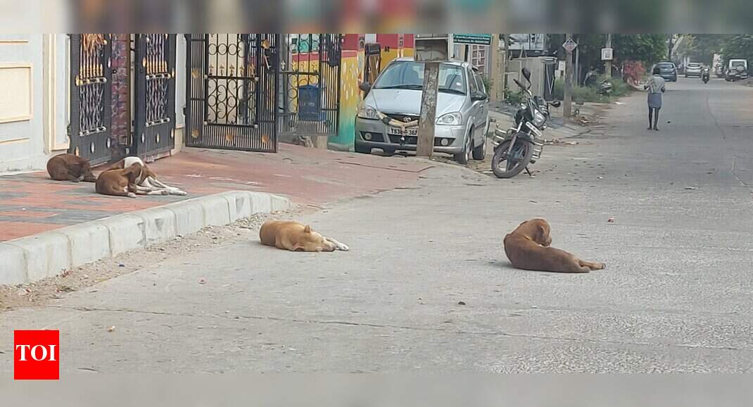 morning walking scary due to street dogs - Times of India