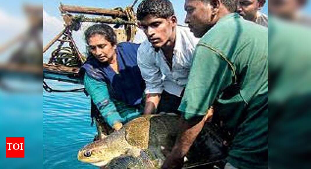 Chennai: World lauds her efforts to save sea turtles | Chennai News ...