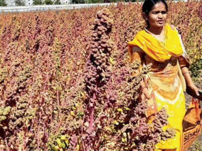 Jamnagar’s tryst with wholesome quinoa | Rajkot News - Times of India