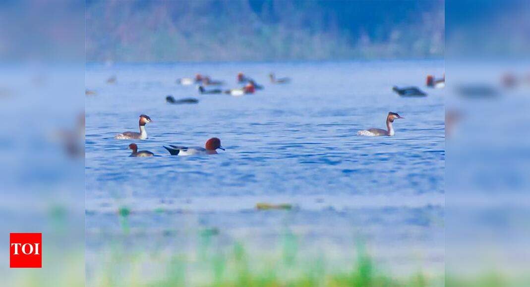 Great crested Grebe sighted for first time in Amravati | Nagpur News ...