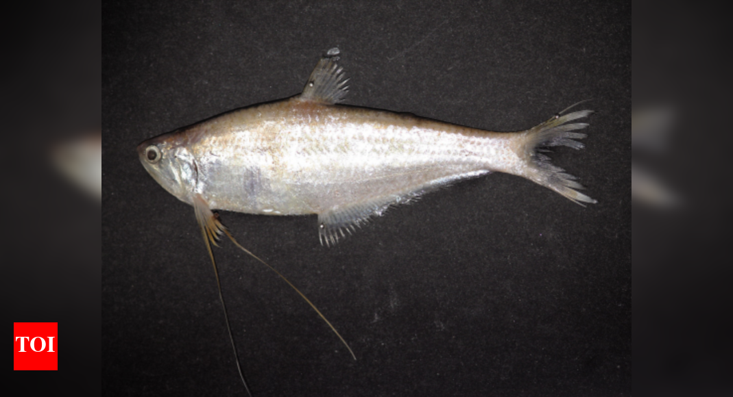 Anchovy swims into Goa’s 400-odd fish list | Goa News - Times of India