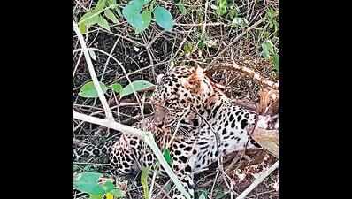 Leopard caught in snare released into the wild | Kochi News - Times of India