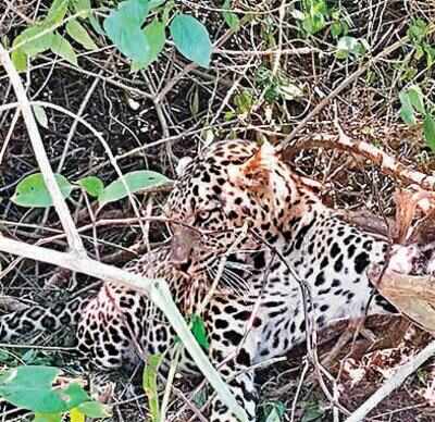 Leopard caught in snare released into the wild | Kochi News - Times of India