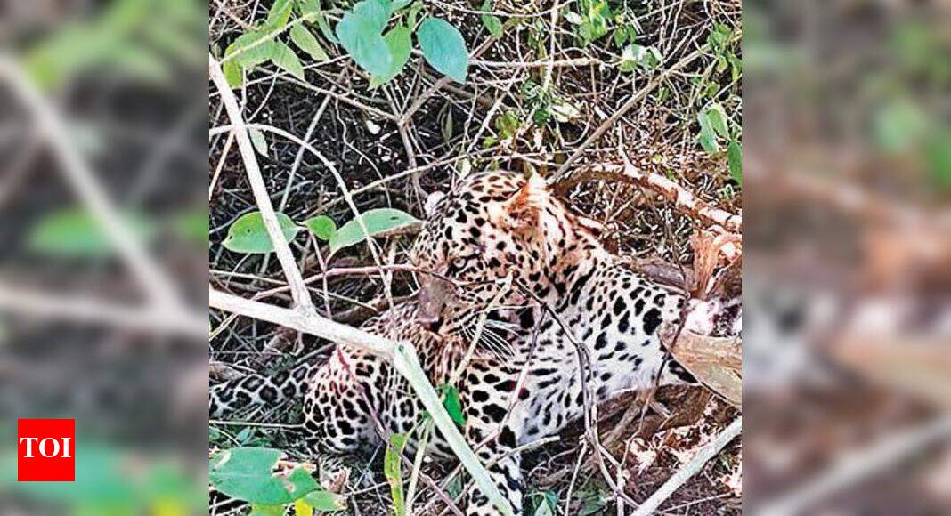 Leopard caught in snare released into the wild | Kochi News - Times of India