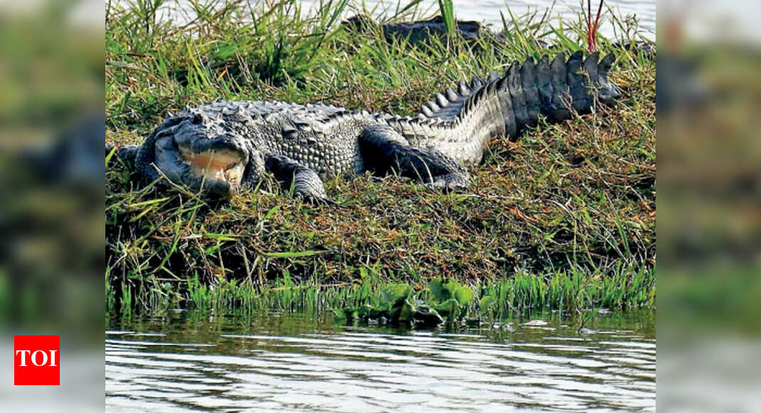 Over 1,000 crocodiles find cosy homes in Vadodara district | Vadodara ...