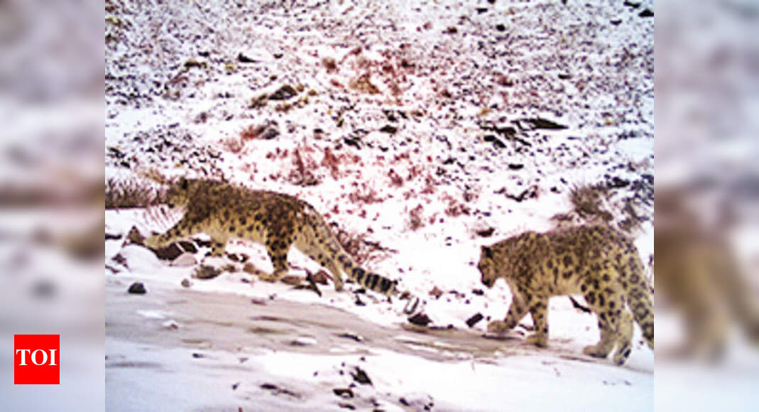 Spiti admin bans car rallies in snow leopard habitats | Shimla News ...