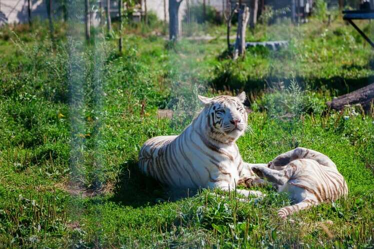 Where to spot the elusive white tigers in India? | Times of India Travel