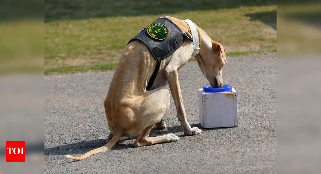 Pioneering paws: Indian Army using dogs to detect Covid-19 to cut time ...