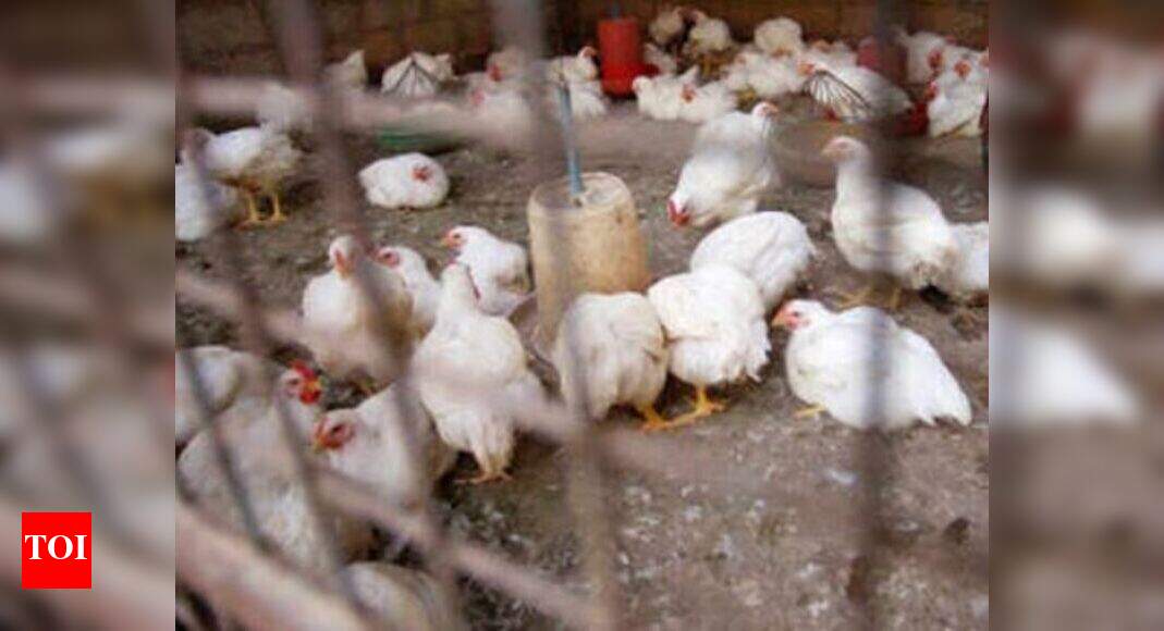 Serological samples of bird droppings from Delhi zoo test positive for ...