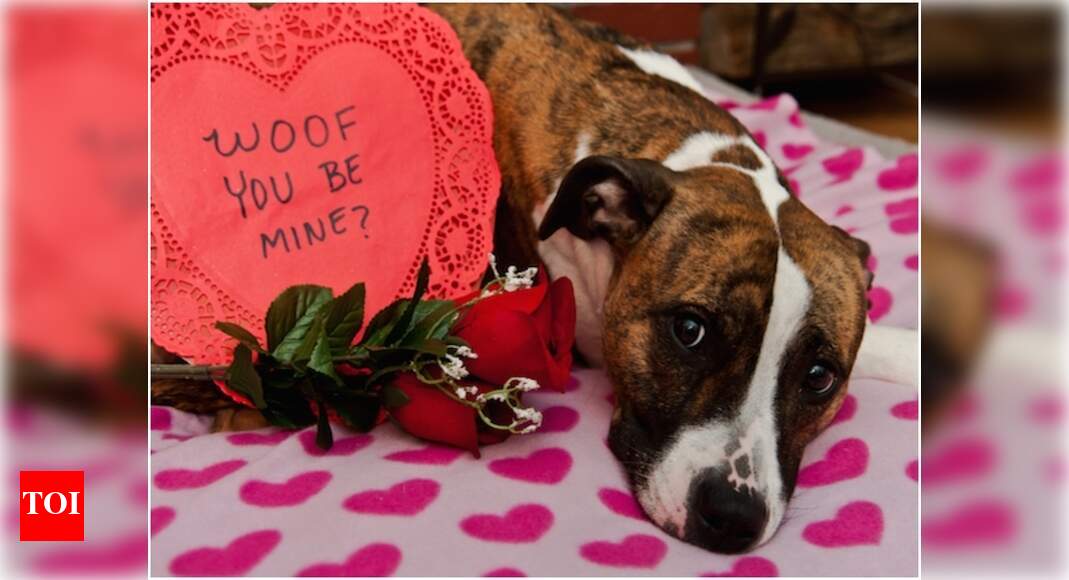 Pet parents make Valentine’s Day special for their pooches - Times of India