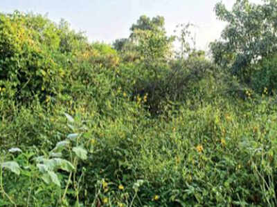 Wide reach: Green links to rejoin fragmented Delhi's Central Ridge ...