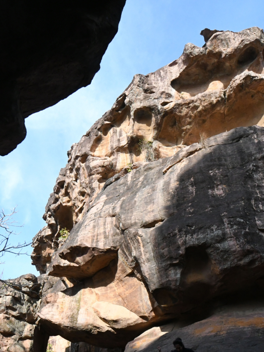 Fossil of world’s ‘oldest animal’ found near Bhopal | Times of India