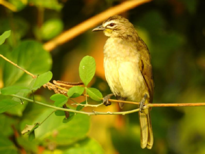 Birders spot 122 species of birds at annual Manipal Bird Day ...