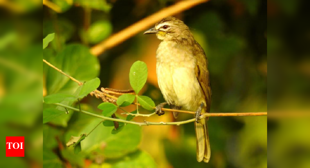 Birders spot 122 species of birds at annual Manipal Bird Day ...