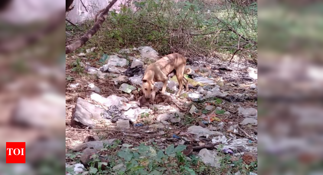 Three puppies fall into well; and what their mother did to save them ...