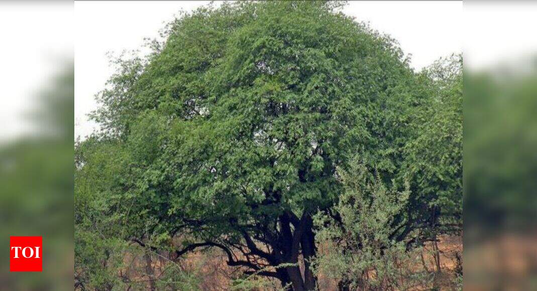 This tree in Aravalis holds key to groundwater issues in Gurugram ...